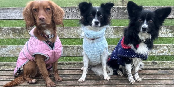 Home - Scrambles Dog Training