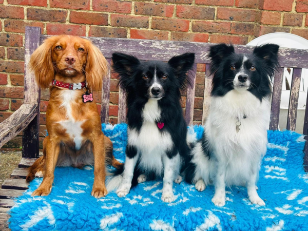 Home - Scrambles Dog Training